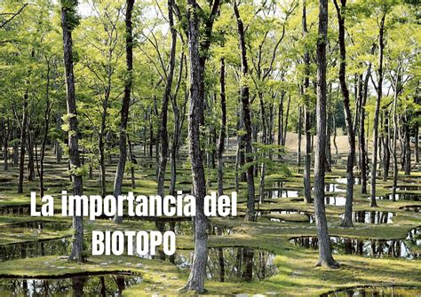 La importancia del Biotopo en los ecosistemas domésticos The Green Corner
