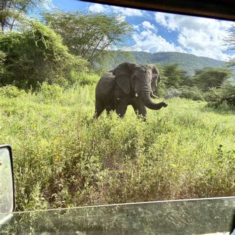 Day Trip To Tarangire National Park GetYourGuide