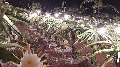 Pesona Kilauan Sinar Lampu Kebun Buah Naga Poernama Garut Regional