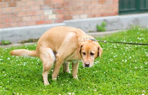 Cómo saber si la caca del perro está bien Satisfaction