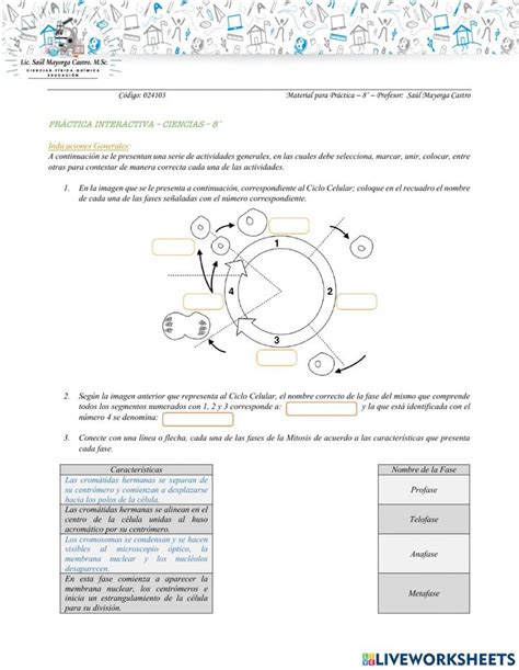 Ejercicio De Ciclo CelularCiencias8 Ciclo Celular Cuadernos