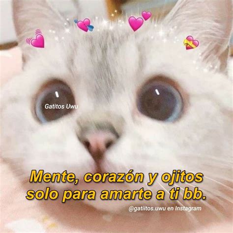 Gatitos Con Frases De Amor