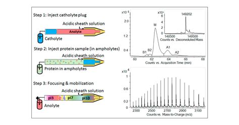 Capillary Electrophoresis Graph Hot Sex Picture