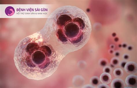 Giai đoạn phát triển phôi trong IVF Benhvienhiemmuonsaigon vn
