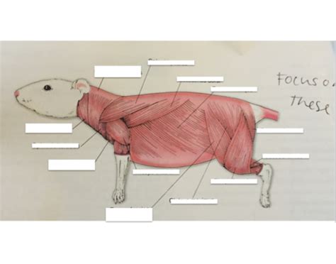 Rat Lateral Lower Body Muscles Diagram Quizlet