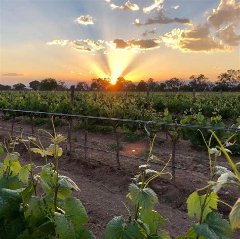 Enoturismo Vinos Guaname