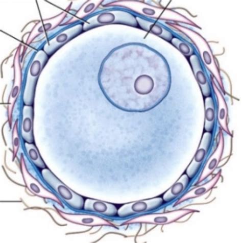 Embryology Flashcards Quizlet