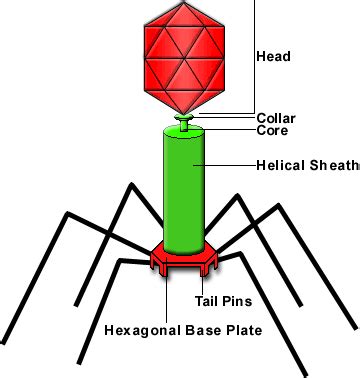 Draw Well Labelled Diagram Of I Bacteriophage Ii Tmv