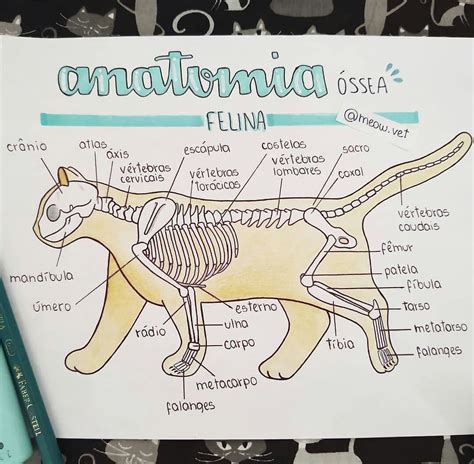 Pin de ᴅᴀɴɪ ᴠɪᴛᴏʀɪᴀ ʙ em ғᴏʀʏᴏᴜ Anatomia ossea Anatomia do