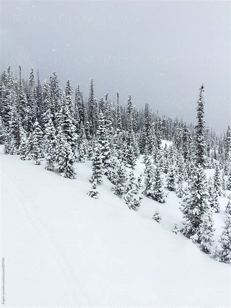 Real Snowflakes Falling From The Sky
