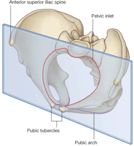 Osteology Of Lower Limb Pelvic Girdle Flashcards Quizlet