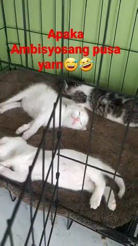 Dahil Mainit Sa Cavite Deserve Nila Ng Fan Cute YouTube