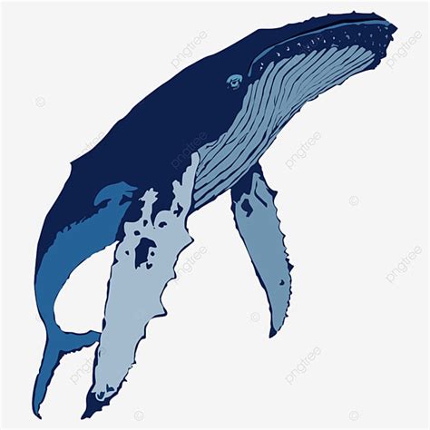 Ballena Jorobada PNG Dibujos Ballena Paus Vector PNG Y Vector Para