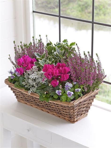 Dekoration Interflora Legende Autumn Herbst Window BoxLegende
