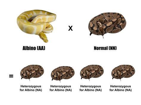ball python morphs a comprehensive breeder s guide