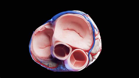 Human Heart Transverse Cross Section Animated SciePro