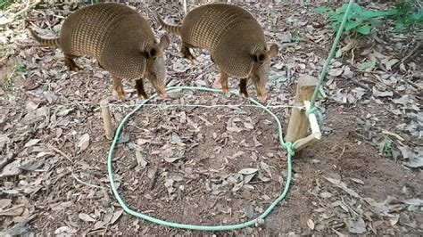armadilha de tropeço para pegar animais tatú paca cotia capivara javali