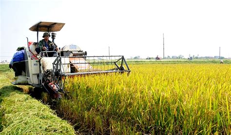 Xác nhận cá nhân hộ gia đình trực tiếp sản xuất nông nghiệp thế nào