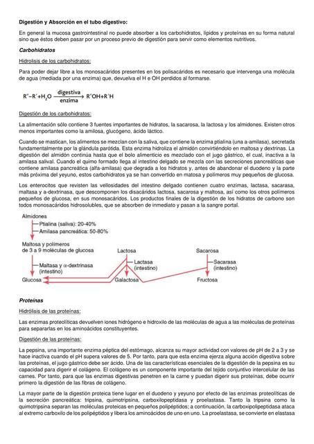 Digestión y Absorción en el tubo digestivo Ciática uDocz