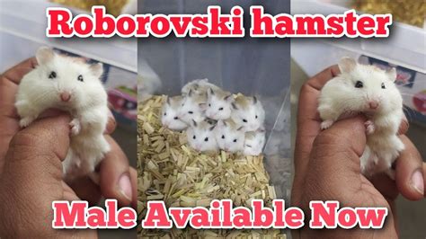 Roborovski Hamster Male Available Now Roborovski Hamster Price In