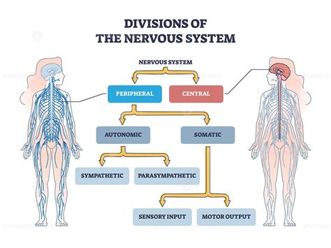 Schematic Diagram Of Peripheral Nervous System Nervous Perip
