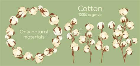 Ilustración Vectorial De La Planta De Algodón Orgánico Conjunto De