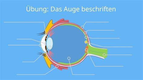 Biologie Funktionen Augenteile Diagram Quizlet