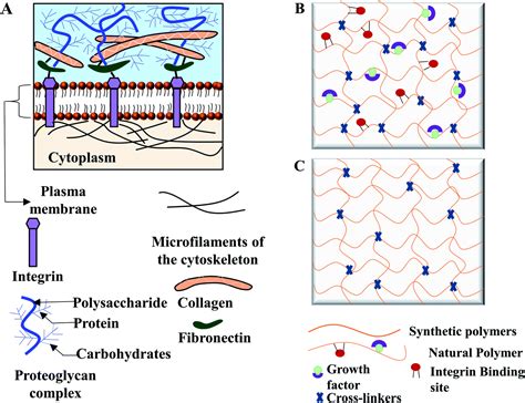 Hydrogels As Artificial Matrices For Cell Seeding In Microfluidic