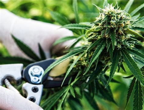Como Plantar Maconha 13 Passos Para Cultivar Cannabis