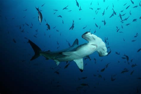 Hammerhead Sharks Wallpapers Wallpaper Cave