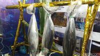 Ini Daerah Kaya Ikan Tuna Di Indonesia