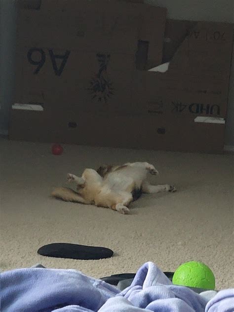 Pupsker On Twitter Reuben Ded