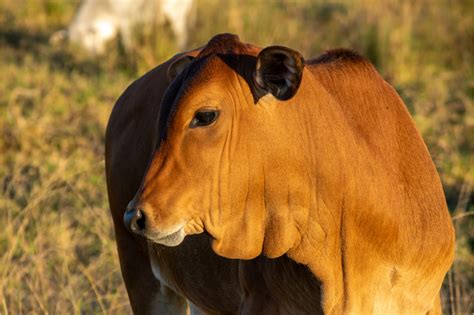 Gado Nelore veja características preço criação e mais Guia Animal