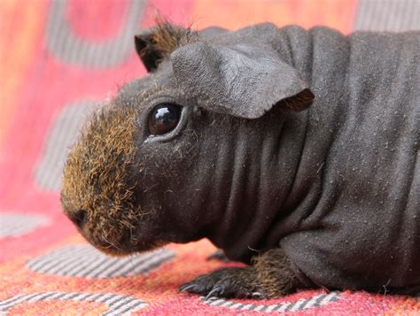 Taking Care Of Your Skinny Pig Carmandale Guinea Pigs