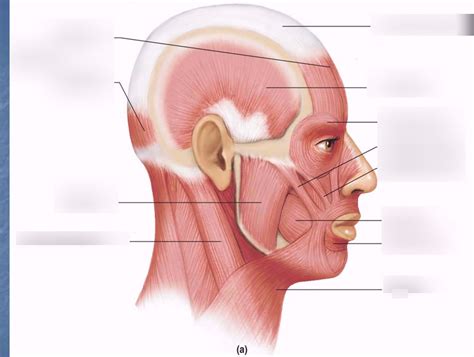 Facial Muscles Diagram Quizlet