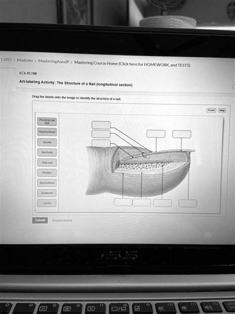 SOLVED Drag The Labels Onto The Image To Identify The Structure Of A