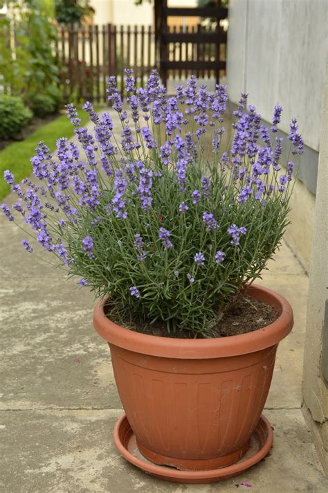Lavanda EN MACETA Guía de cuidados honesta y completa