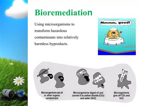 Bioremediation Of Petroleum Hydrocarbons In Contaminated Soil PPT