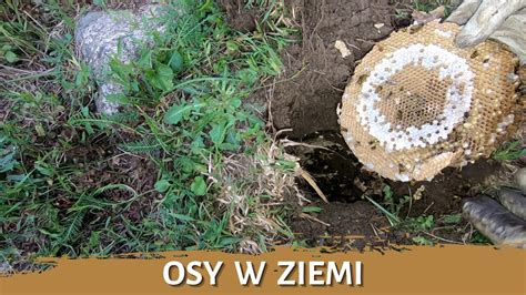Osy w ziemi usuwanie gniazda os całkowita likwidacja gniazdo os