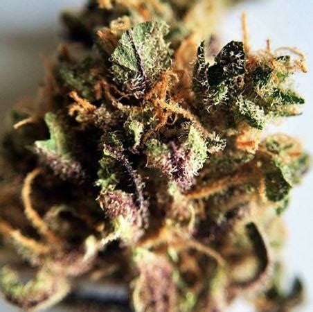 Purple Dream Campestre Al Gov Br