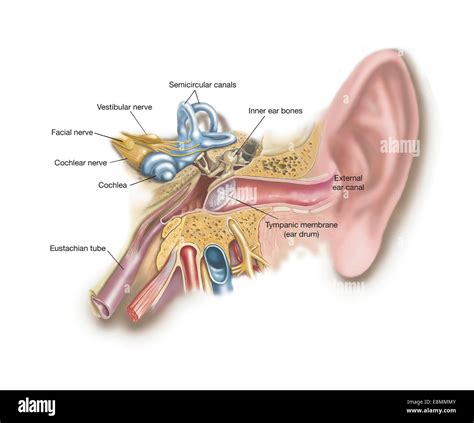Vestibuläres System Stockfotos und bilder Kaufen Alamy