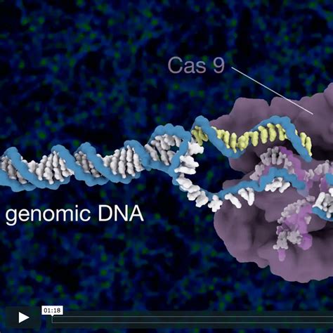 The Explosion Of CRISPR Cas9 Innovative Genomics Institute IGI