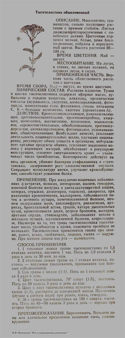 Тысячелистник обыкновенный Целебные травы Лекарственные растения Трава