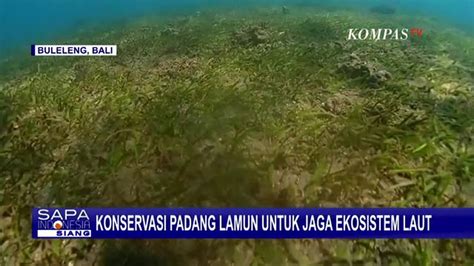 Upaya Konservasi Ekosistem Padang Lamun Di Pantai Penimbangan Buleleng