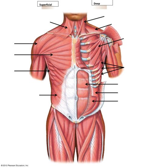 Anterior Thorax And Abdominal Muscles Diagram Quizlet