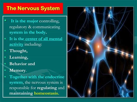 PPT Organization Of The Nervous System PowerPoint Presentation Free