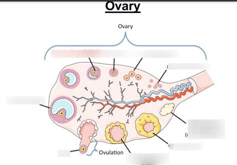 Bio Lab Ovary Diagram Diagram Quizlet