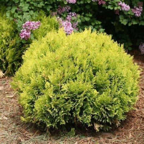 5 Beautiful Evergreens To Grow For Winter Interest In Your Yard