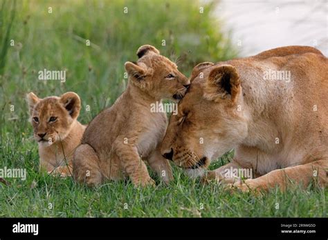 The Lioness Is Closely Bonded With Her Cubs Masai Mara Kenya Funny Images Have Shown A