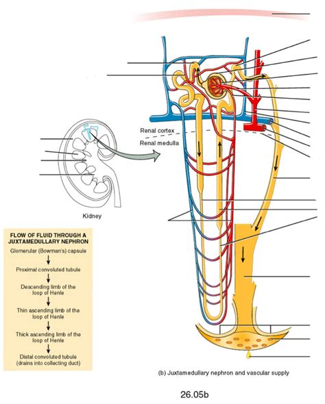 Juxtamedullary Nephron Diagram Quizlet